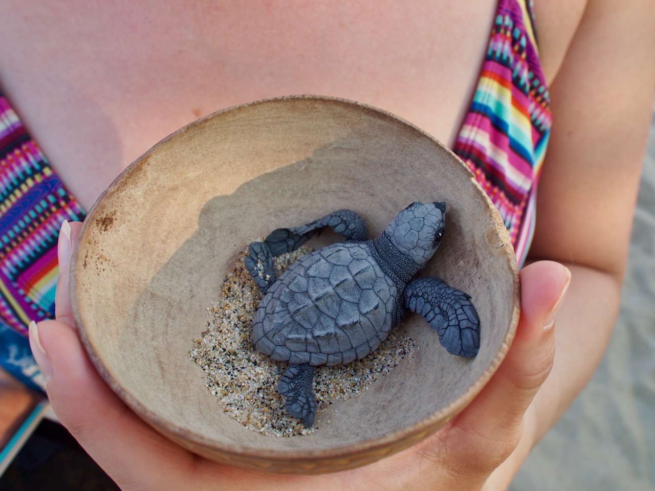 Turtle Liberation Operation – jd – To Infinity & Beyond!