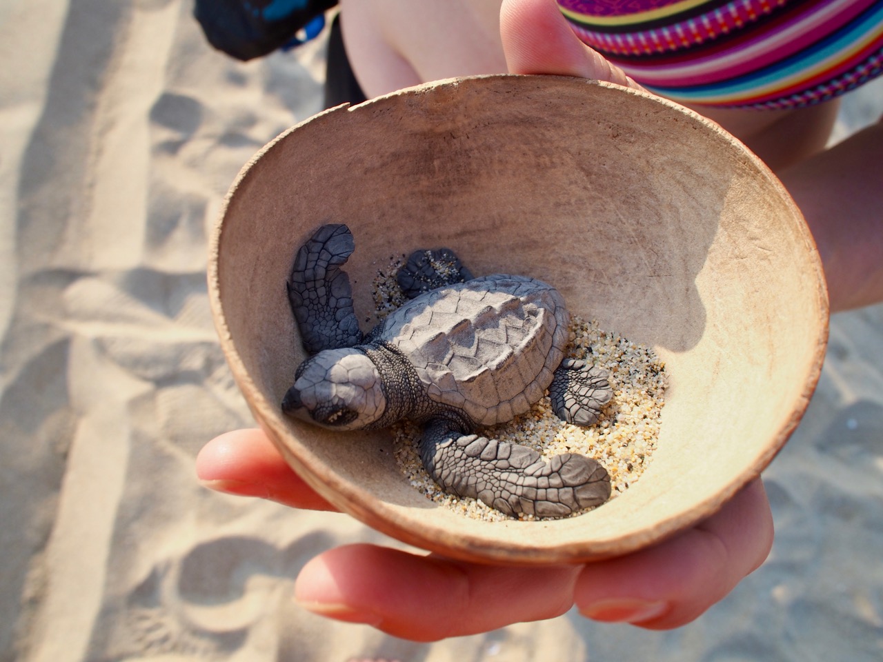 Turtle Liberation Operation – jd – To Infinity & Beyond!